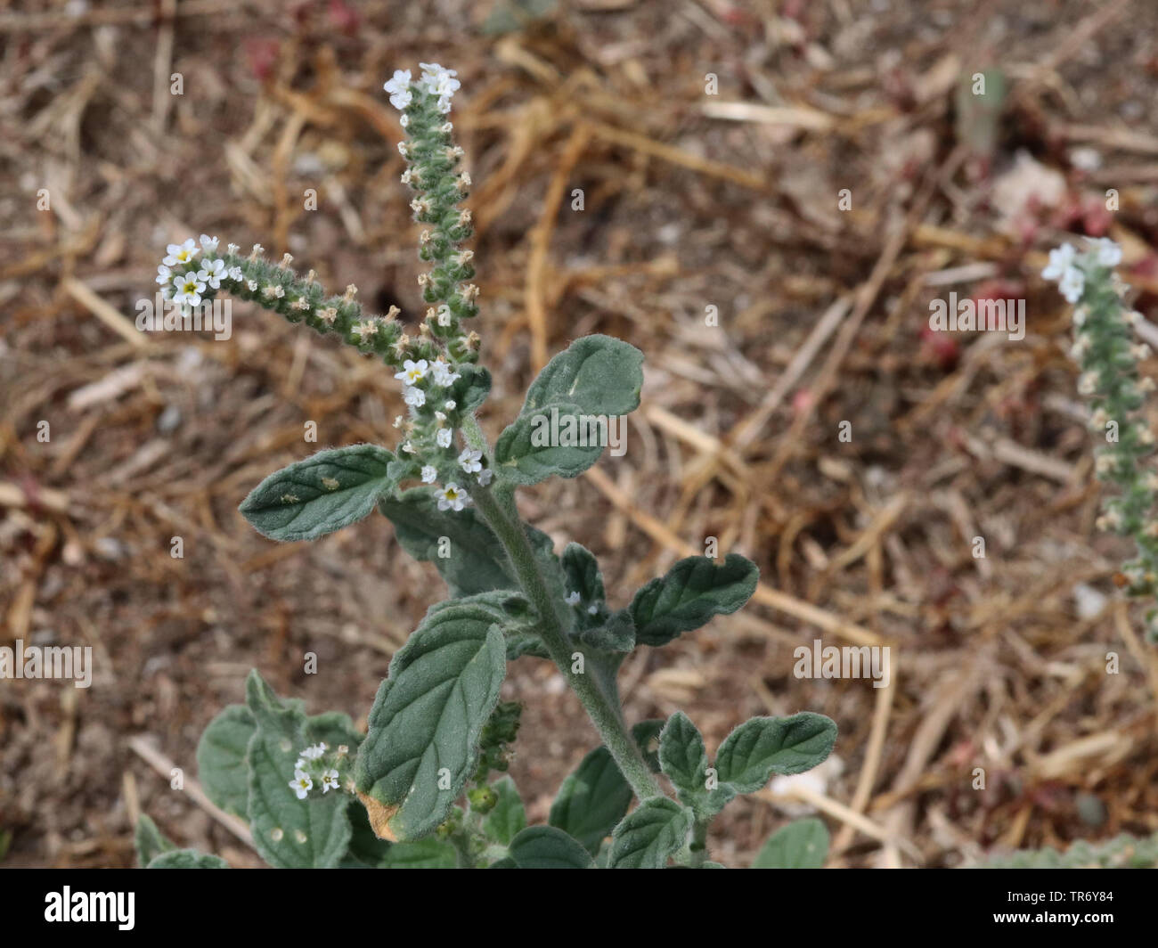 Heliotropium europaeum hi-res stock photography and images - Alamy