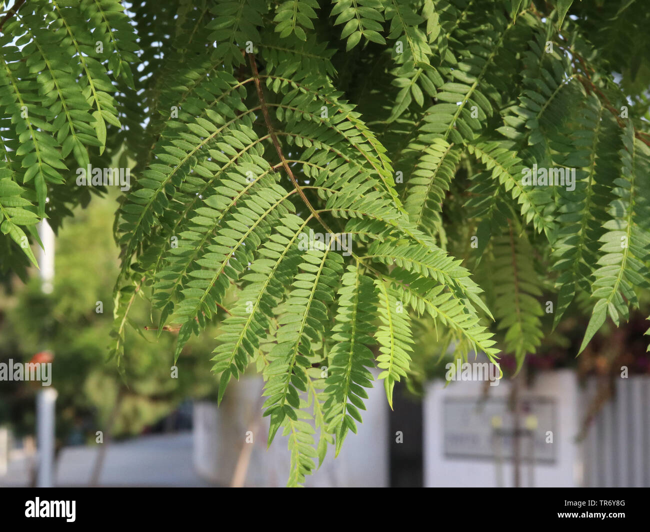 Jacaranda Tree Leaves