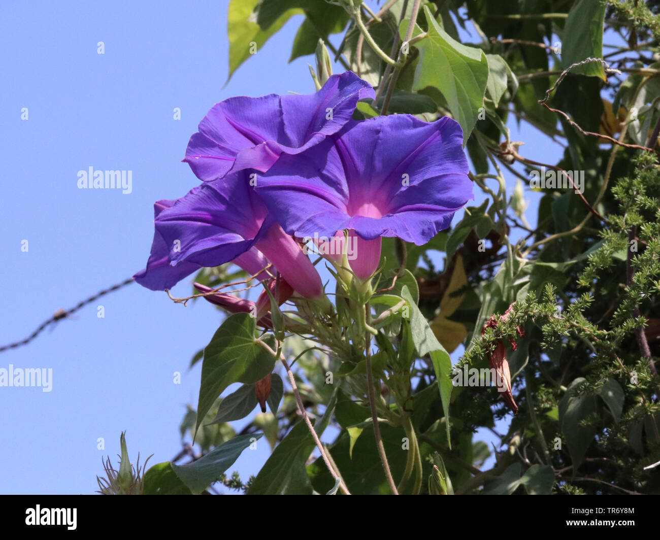 Blue dawn flower hi-res stock photography and images - Alamy