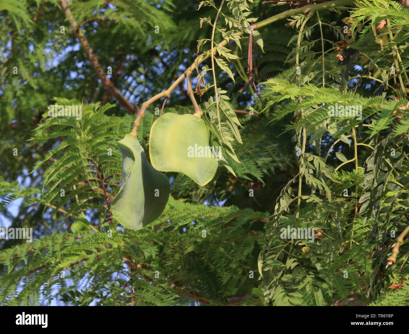 Jacaranda leaves hi-res stock photography and images - Alamy