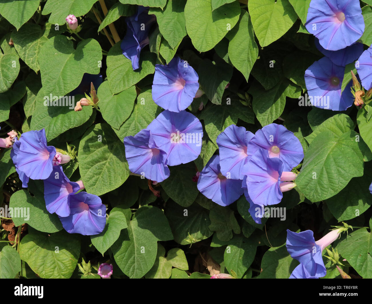 Blue morning glory, Oceanblue morning glory, Koali awa, Blue dawn ...