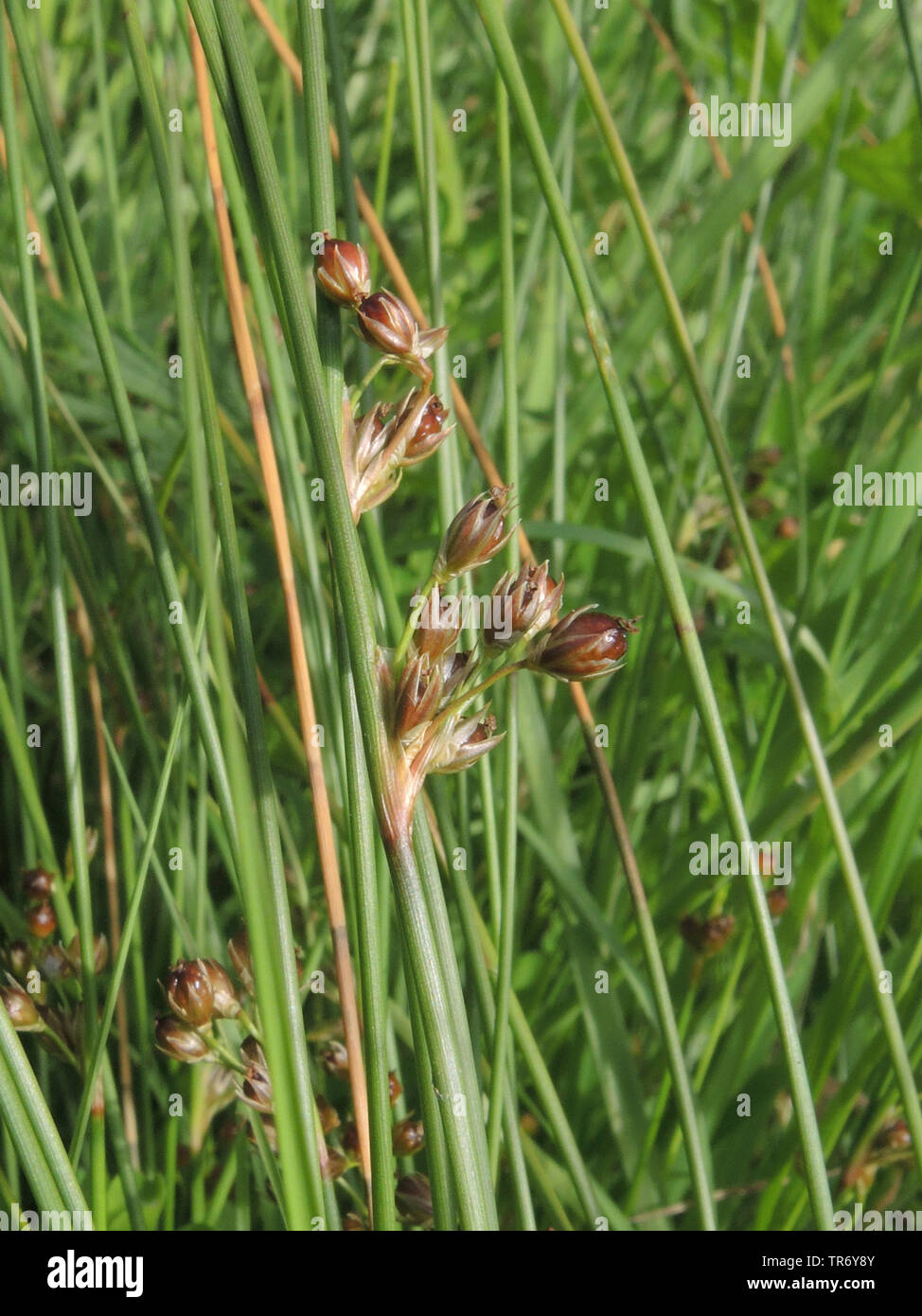 Juncus rushes hi-res stock photography and images - Alamy