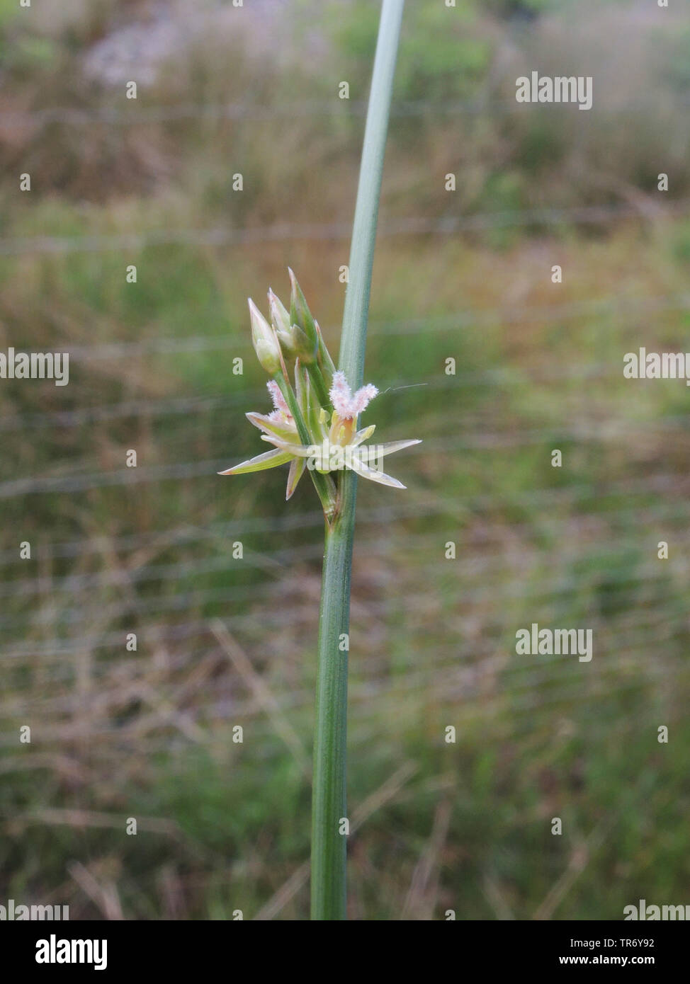 thread rush (Juncus filiformis), inflorescence, Germany Stock Photo - Alamy