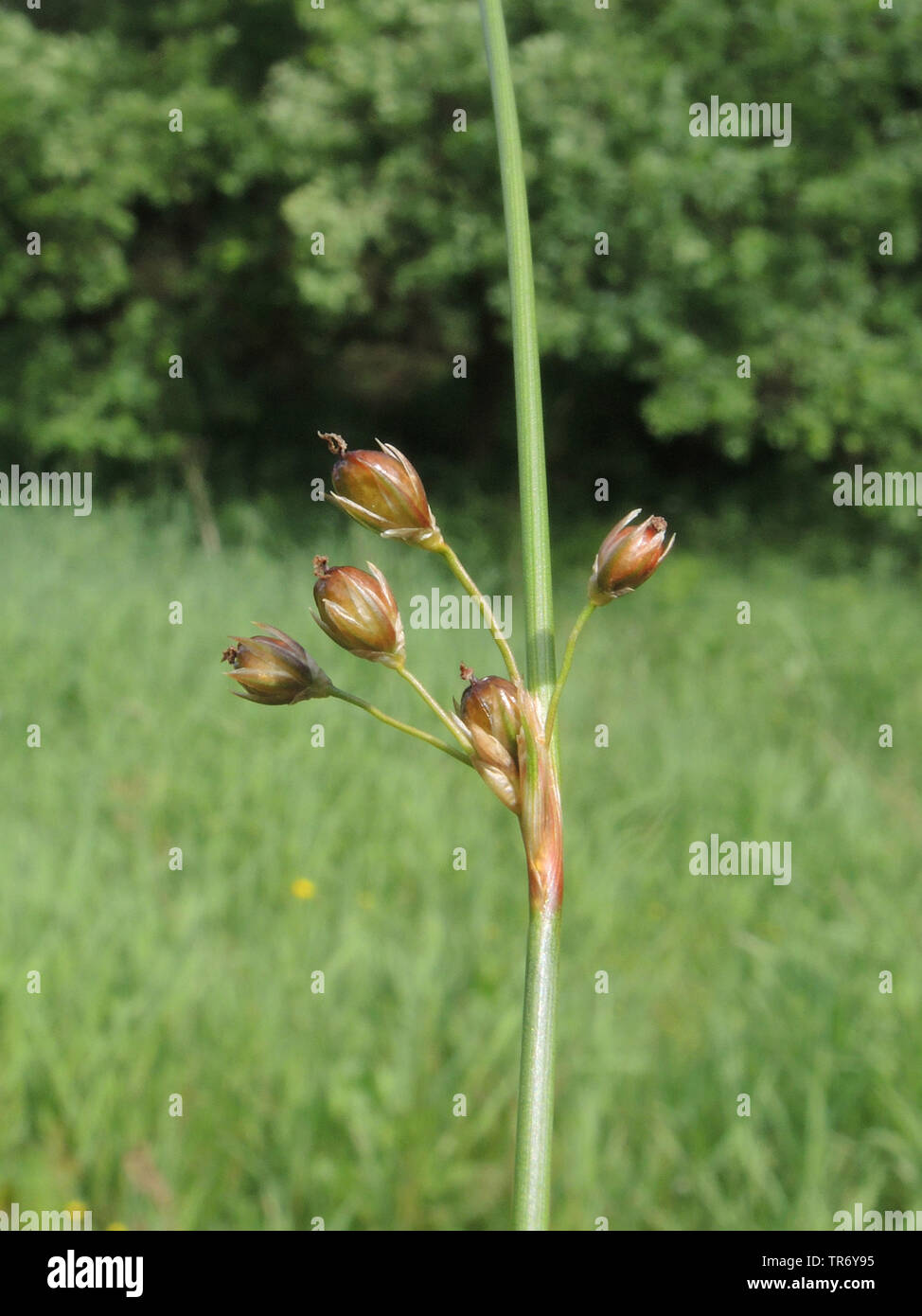 Mature rush hi-res stock photography and images - Alamy