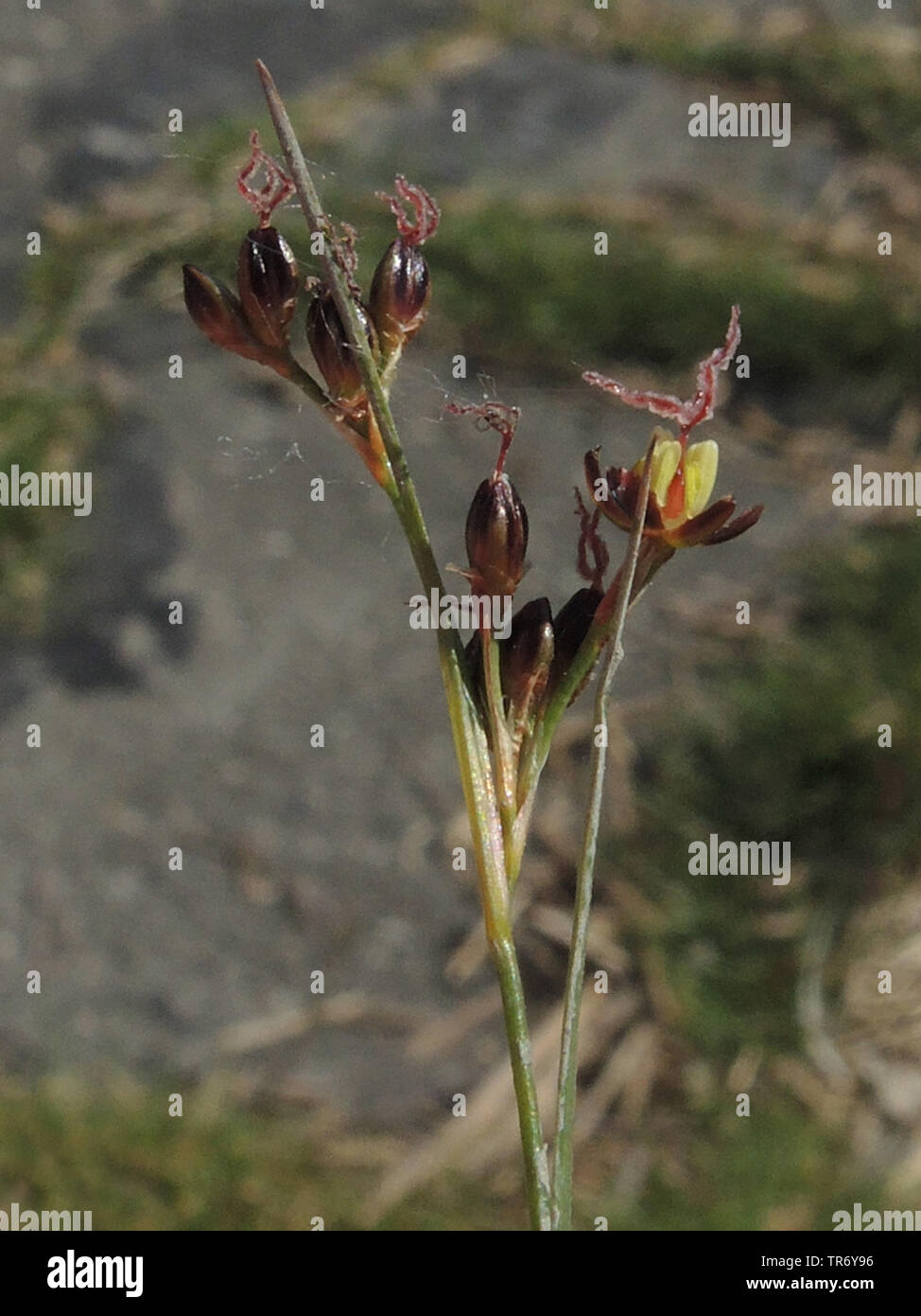 black grass rush, black-grass rush, salt-marsh rush (Juncus gerardii ...