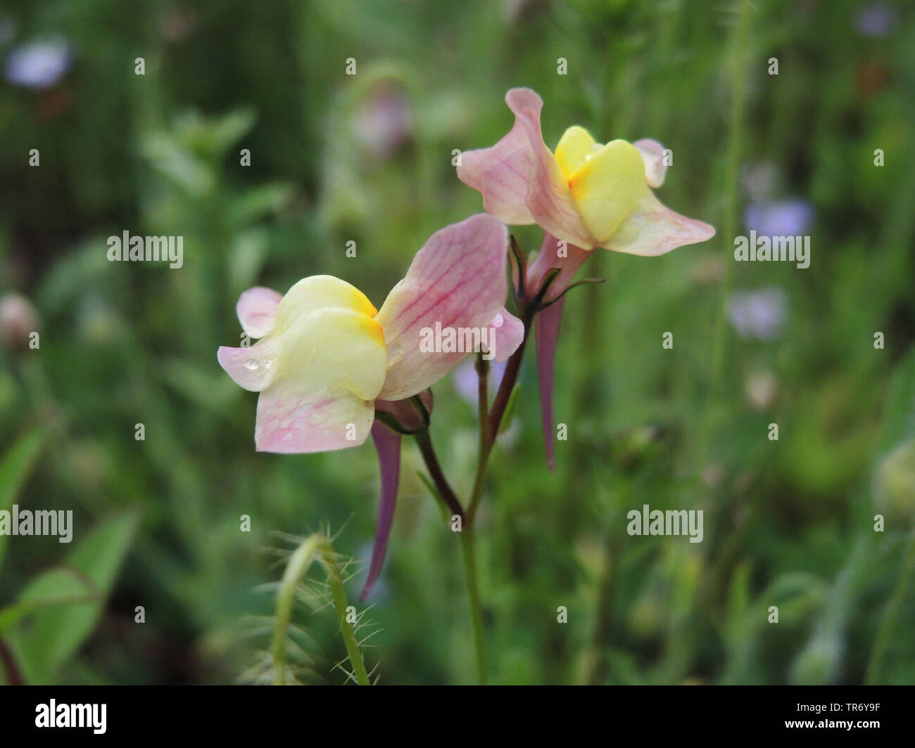 annual toadflax, Morocoon toadflax (Linaria maroccana), flowers, S ...