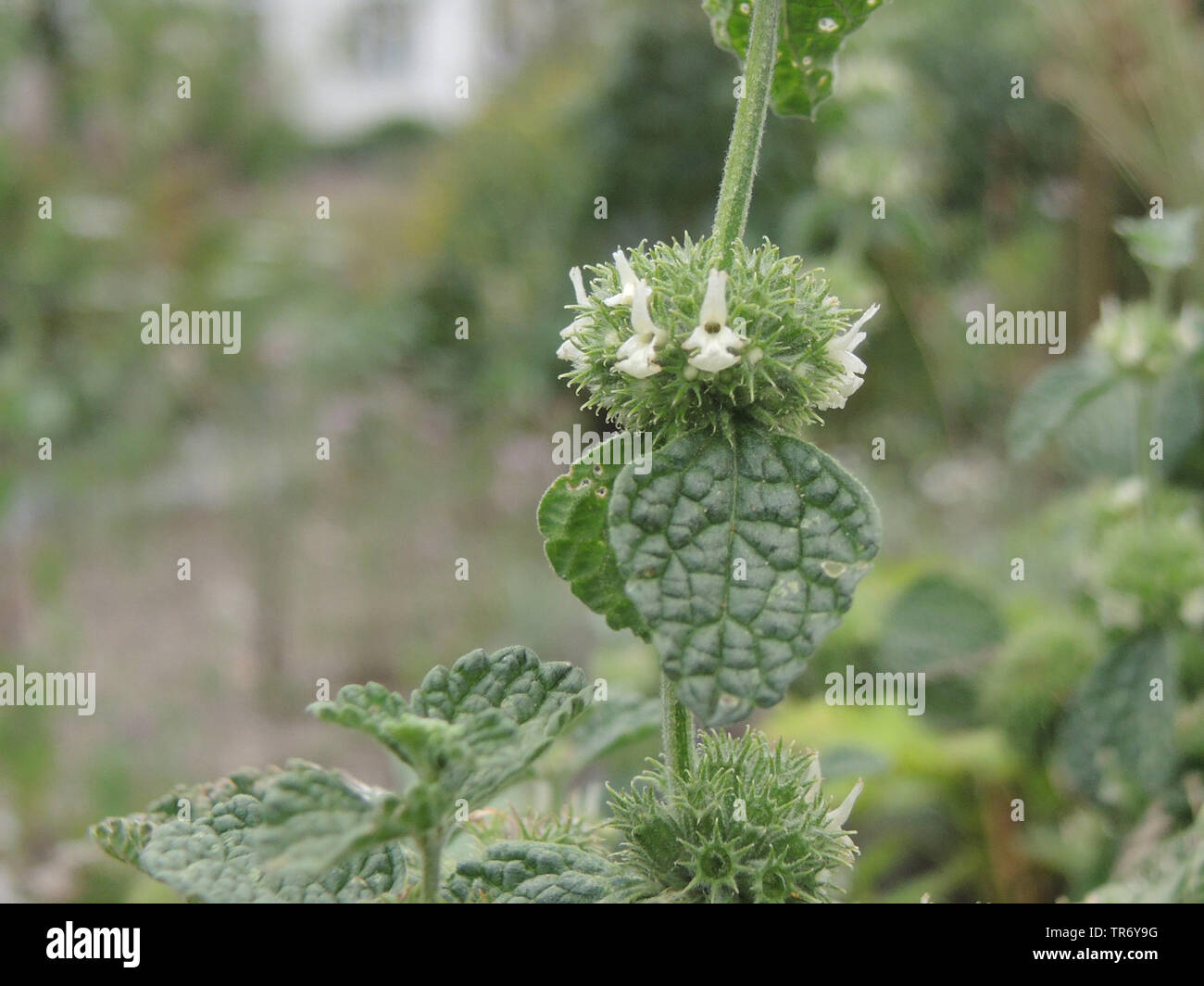 common horehound, common hoarhound, white horehound (Marrubium vulgare ...