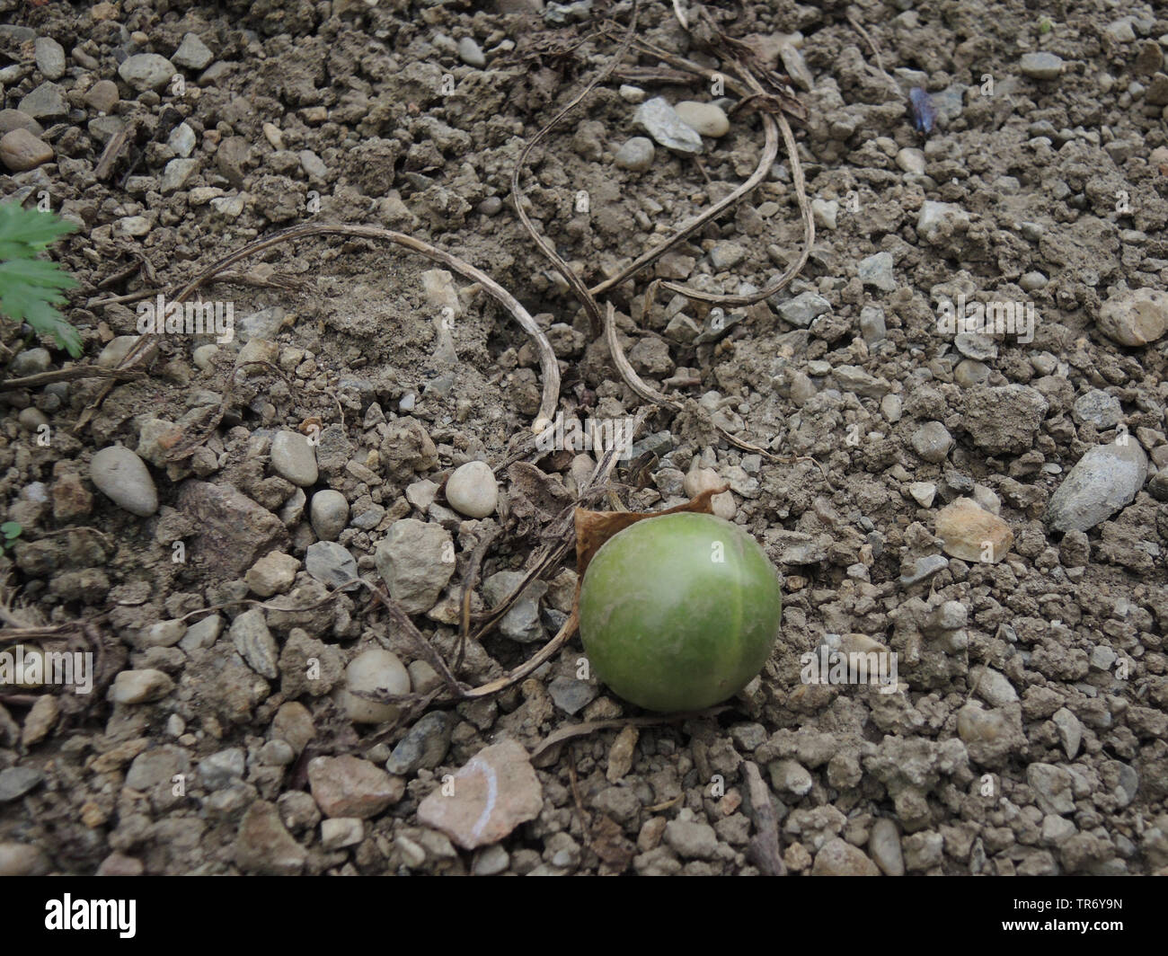 Mandrake plant hi-res stock photography and images - Alamy