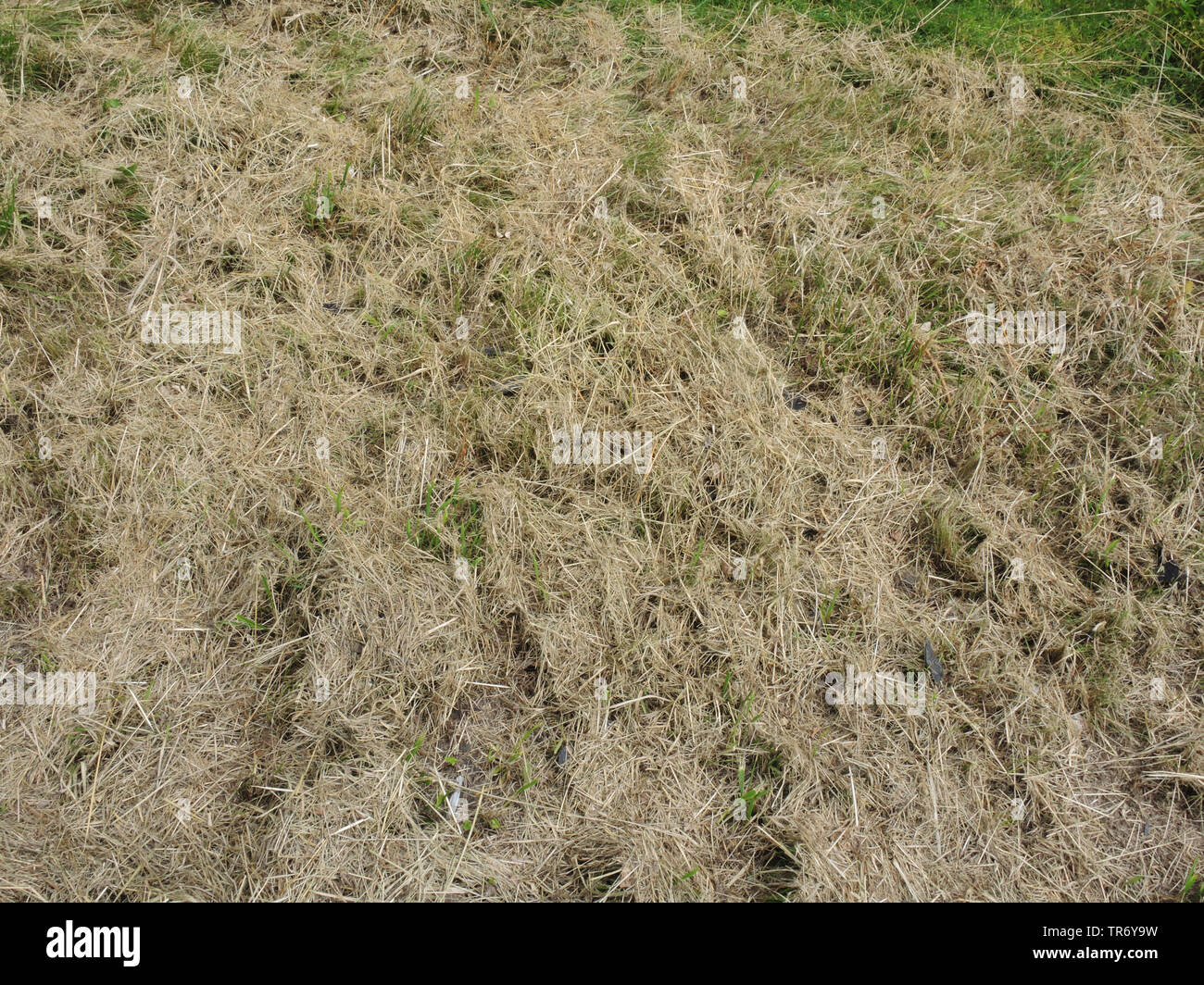 mulched meadow, Germany Stock Photo - Alamy