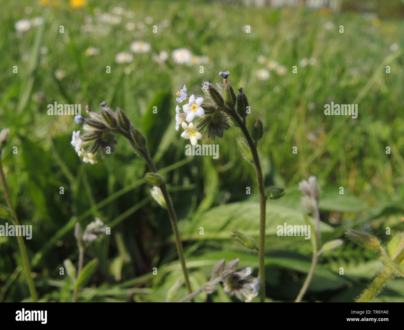 Changing forget me not hi-res stock photography and images - Alamy