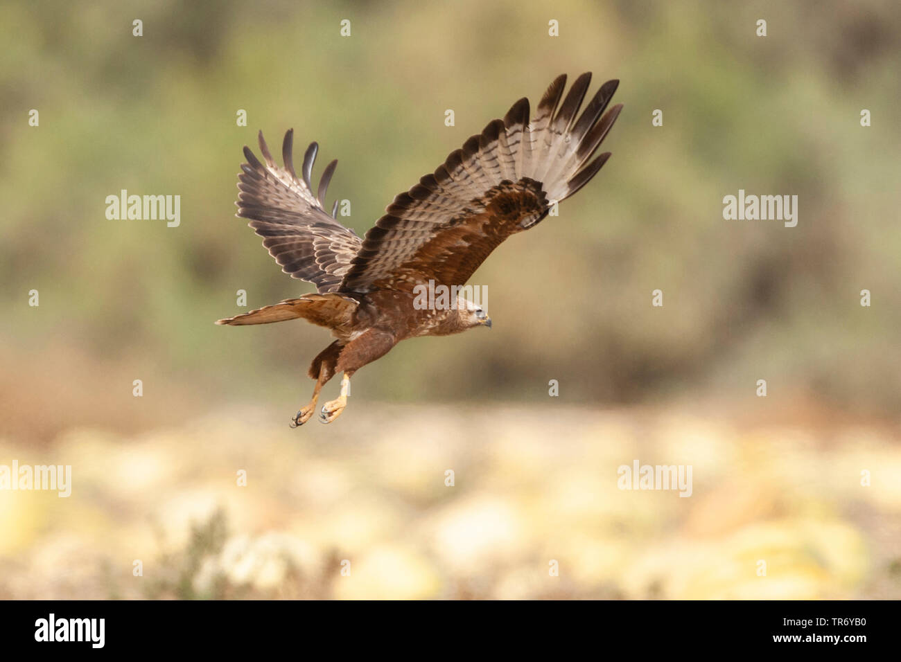 Birds flying over a field hi-res stock photography and images - Alamy