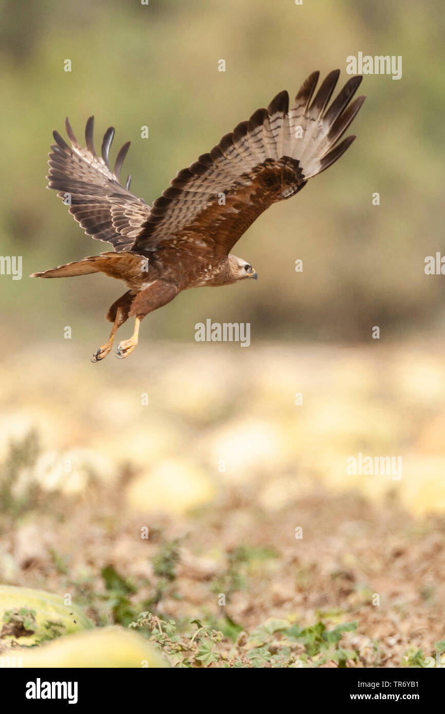 Buzzard field hi-res stock photography and images - Alamy