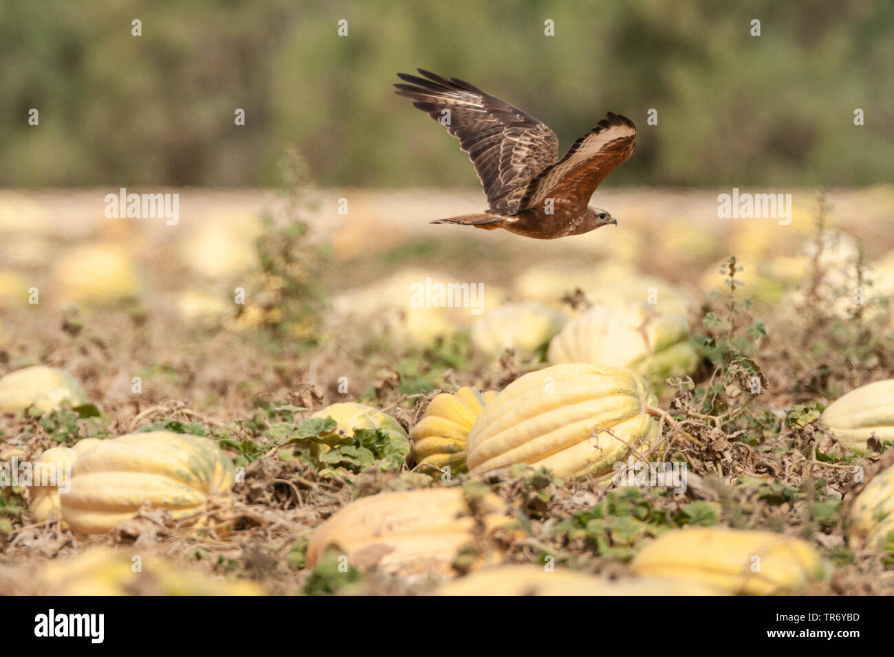 Steppe buzzard (Buteo buteo vulpinus), flying over a pumpkin field ...