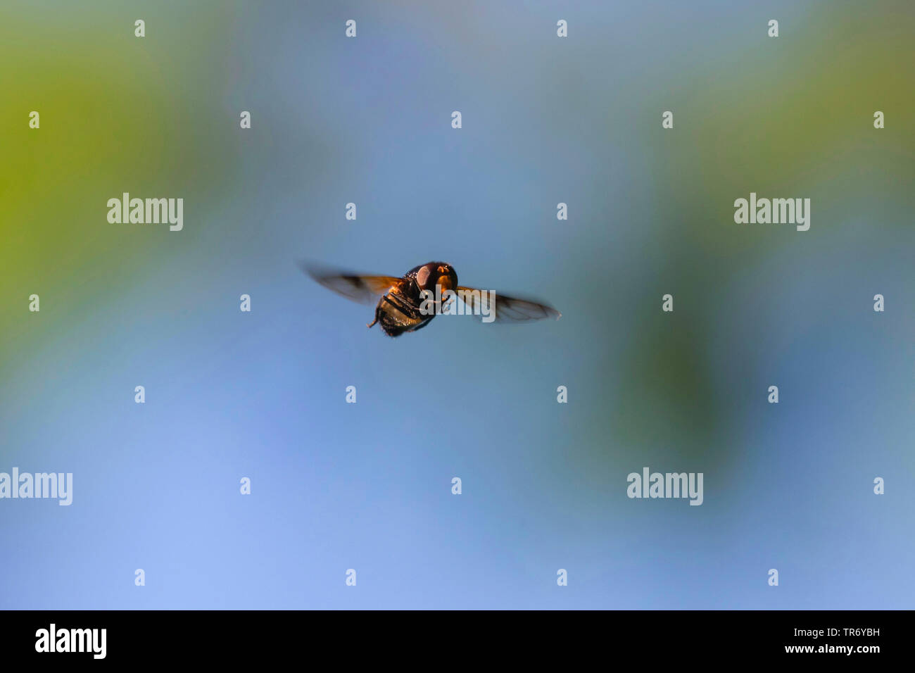 Bumblebee mimic hoverfly (Volucella bombylans), flying, Germany ...
