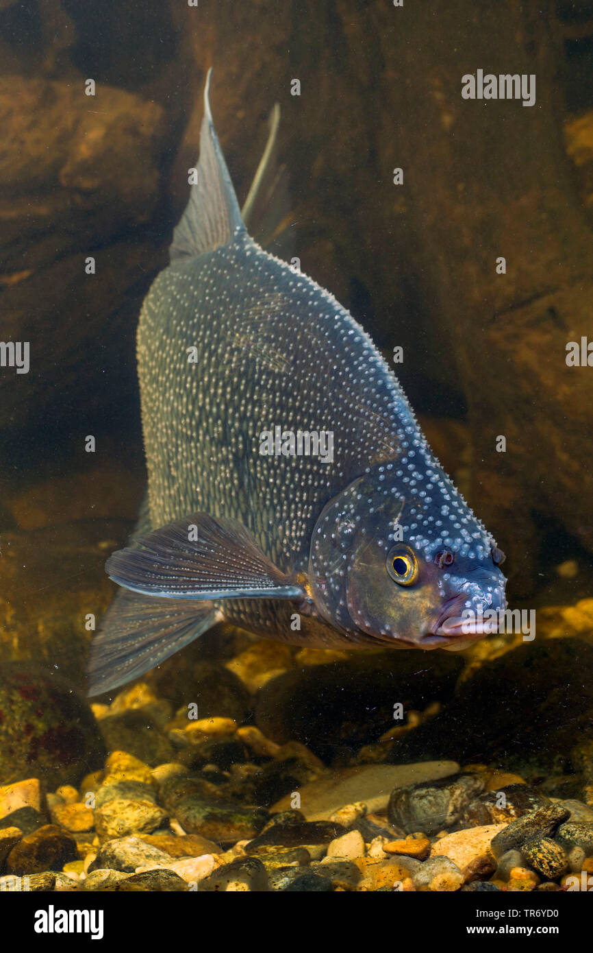 common bream, freshwater bream, carp bream (Abramis brama), milkner ...
