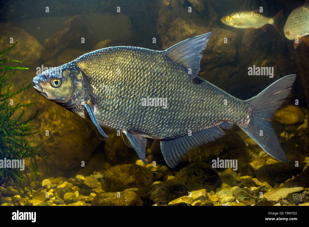 Bony bream hi-res stock photography and images - Alamy