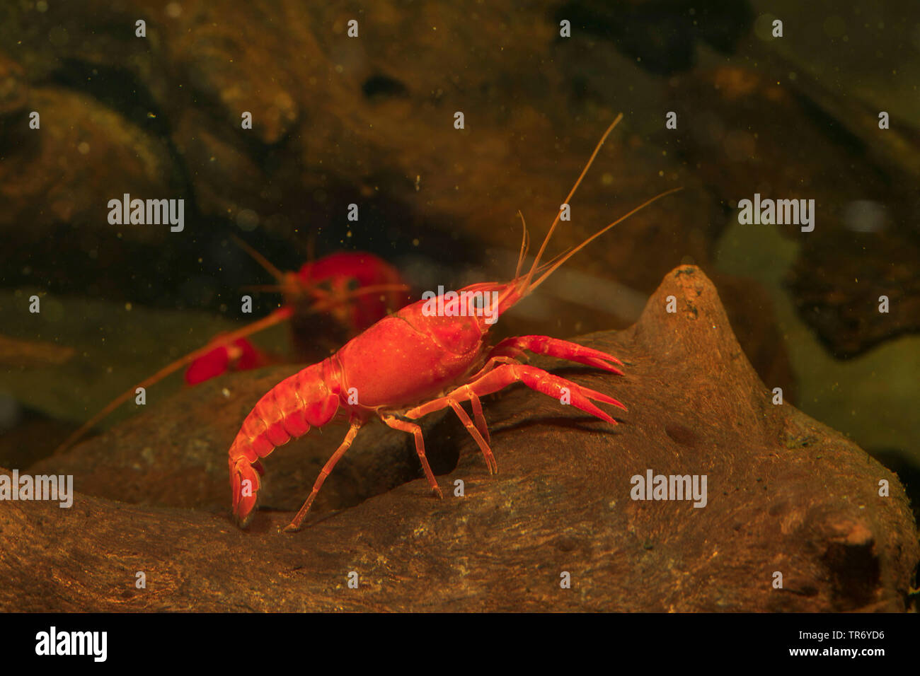 Louisiana red crayfish, red swamp crayfish, Louisiana swamp crayfish ...