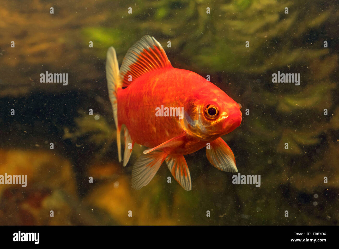Red carp hi-res stock photography and images - Alamy