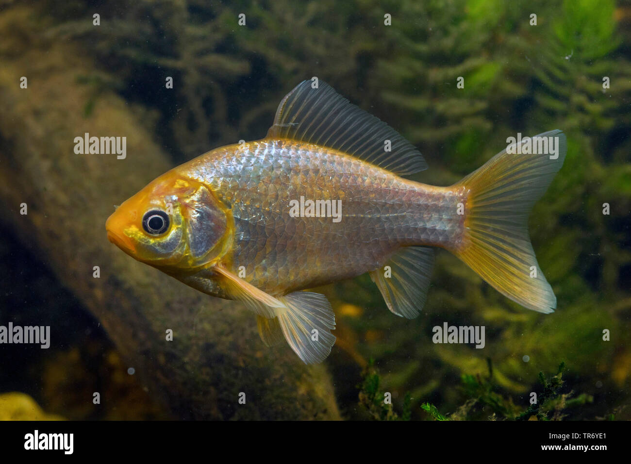 Yellow color morph hi-res stock photography and images - Alamy