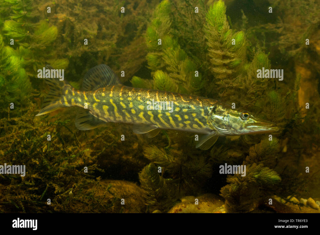 pike, northern pike (Esox lucius), side view, Germany Stock Photo - Alamy
