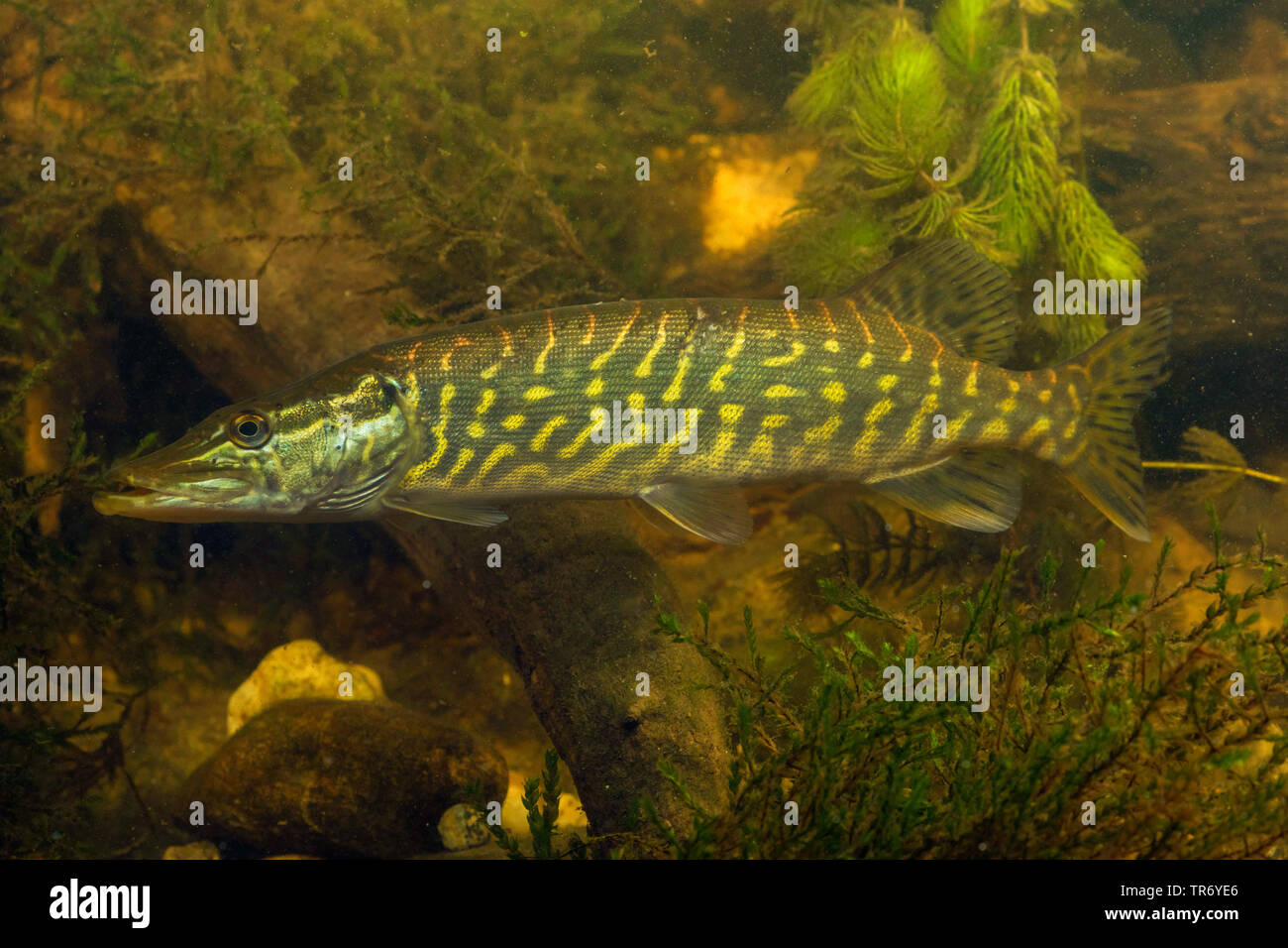 Pike hi-res stock photography and images - Alamy