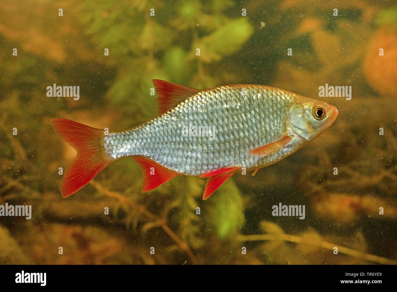 Rudd fresh water fish scardinius hi-res stock photography and images ...