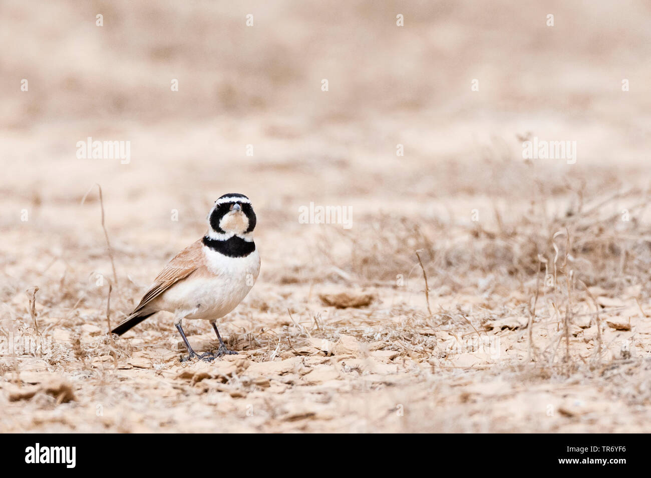 Temminck's horned lark (Eremophila bilopha), in the southern negev ...
