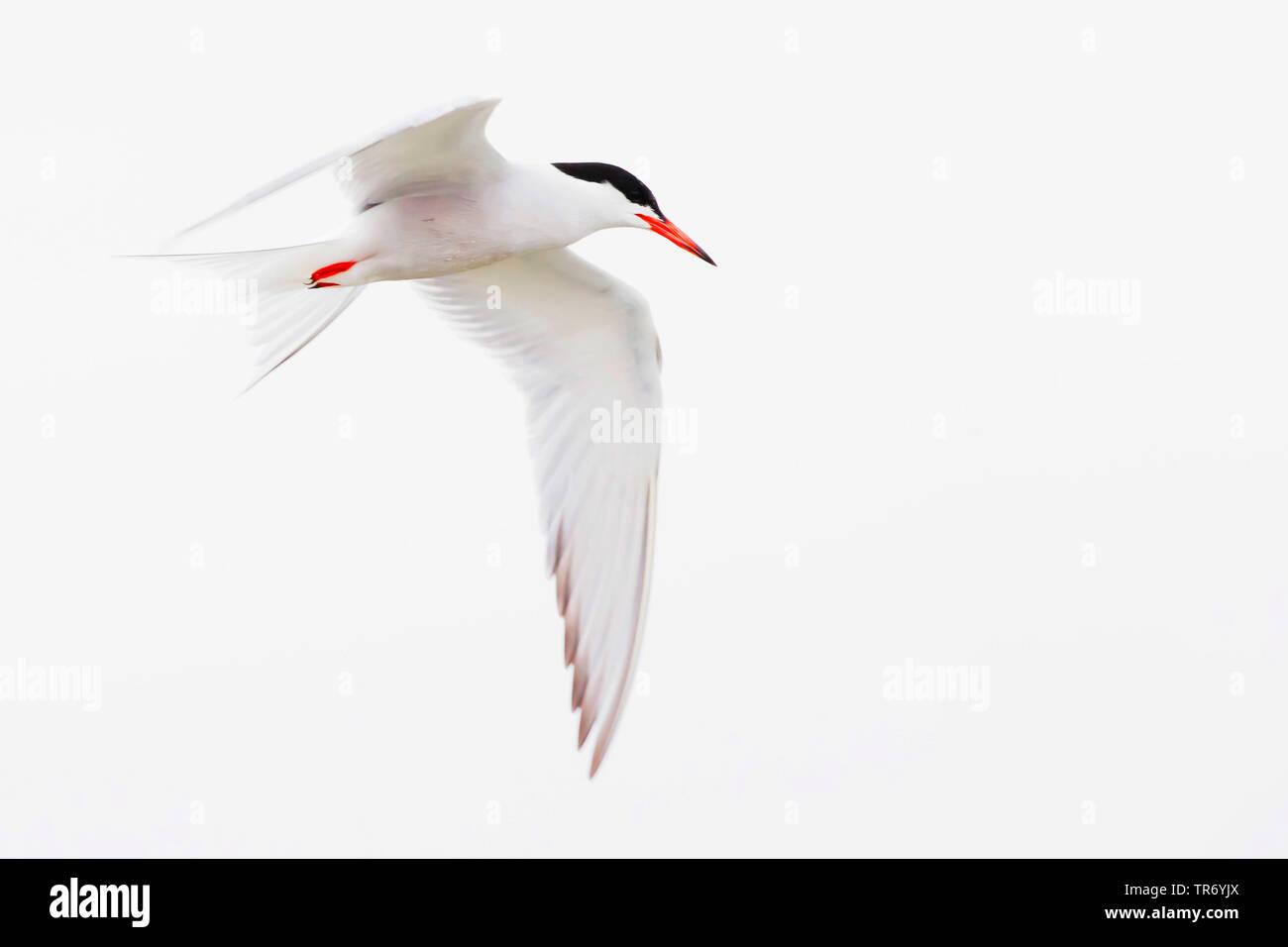 Common tern with wings out hi-res stock photography and images - Alamy
