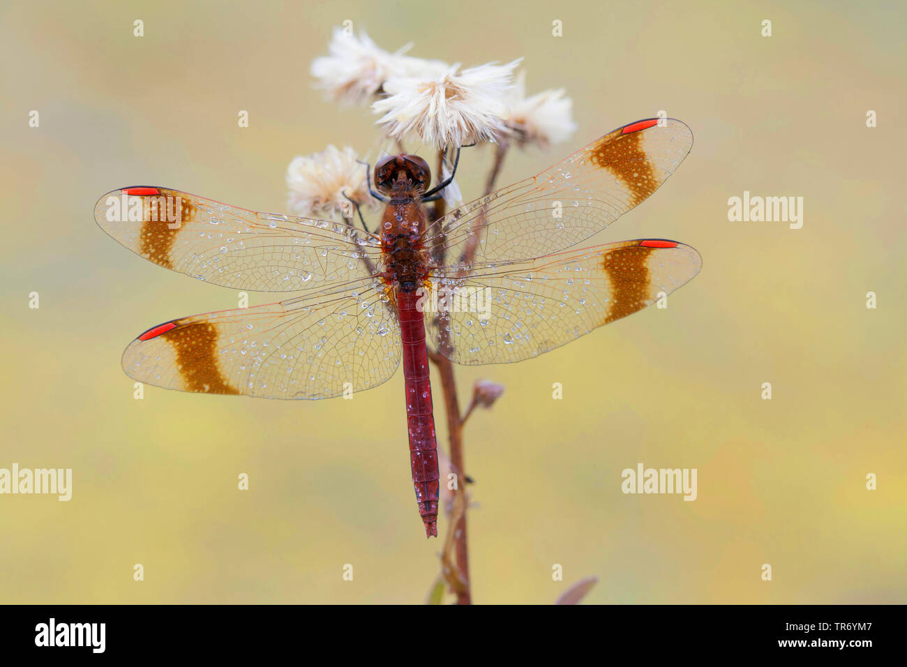 Sympetrum species dew hi-res stock photography and images - Alamy