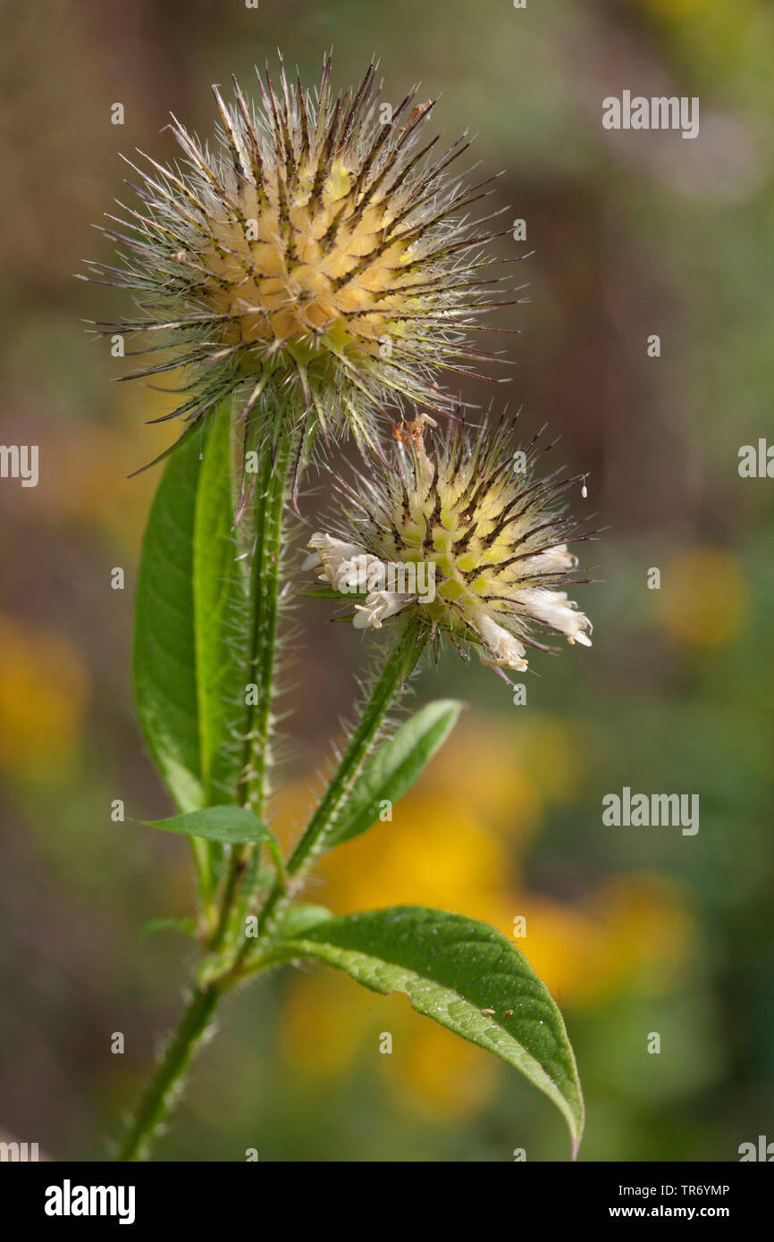 Small teasel, Yellow-flowered Teasel (Dipsacus pilosus), inflorescence ...