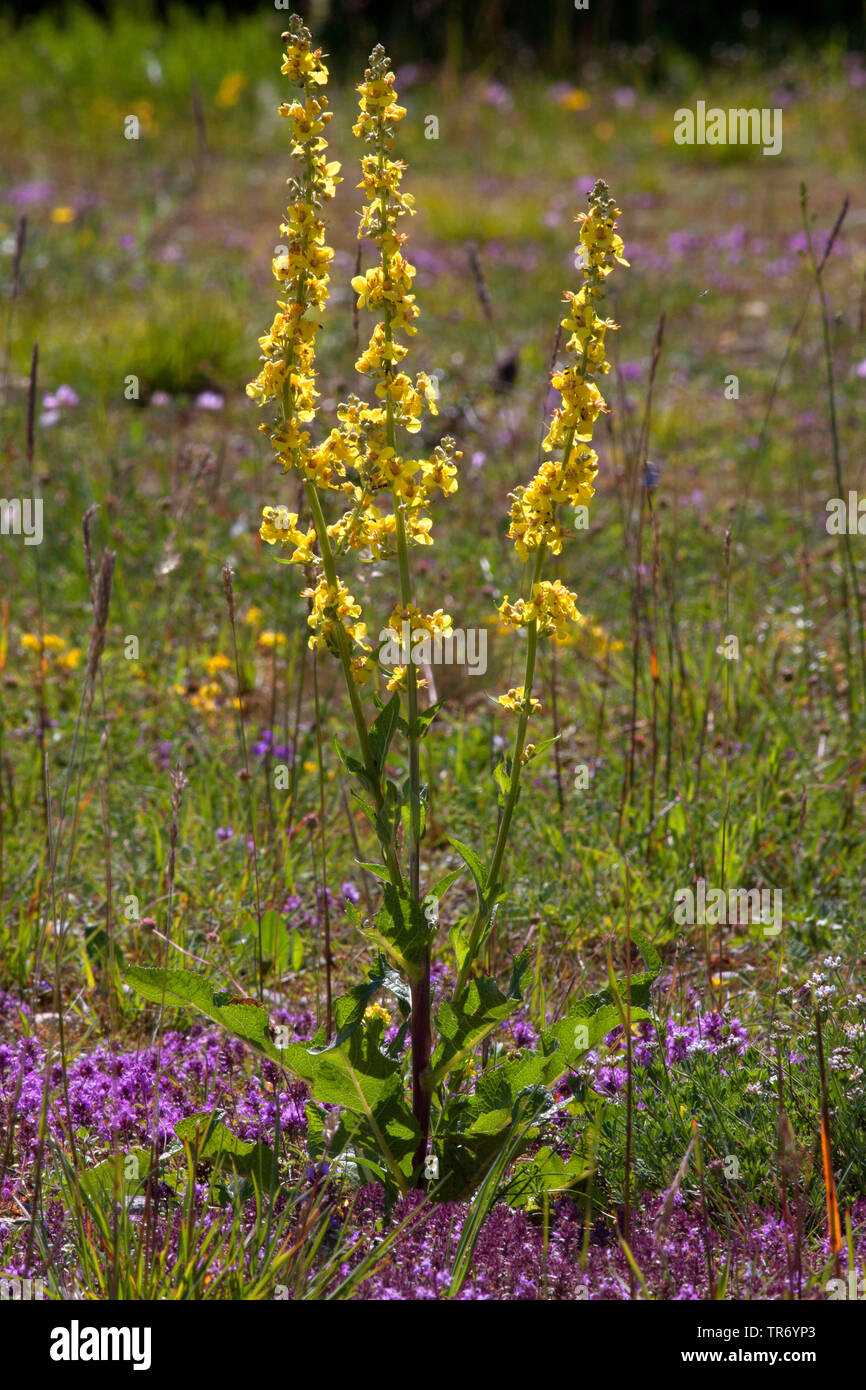 black mullein (Verbascum nigrum), blooming, Germany, Bavaria Stock ...