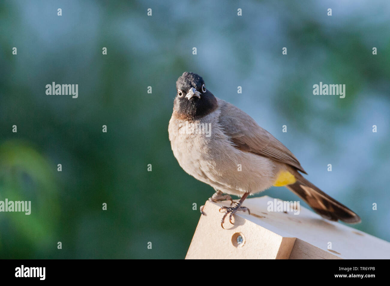 Yellow-vented bulbul, White-spectacled Bulbul (Pycnonotus xanthopygos ...