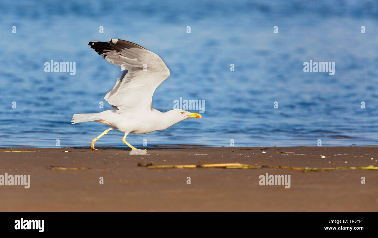 Catalonian fauna hi-res stock photography and images - Alamy