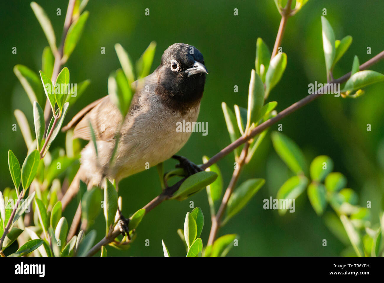 Yellow-vented bulbul, White-spectacled Bulbul (Pycnonotus xanthopygos ...