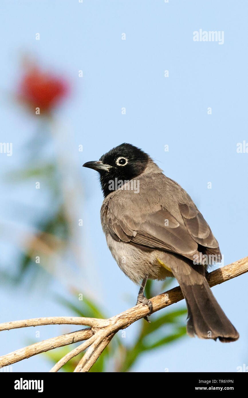 Yellow-vented bulbul, White-spectacled Bulbul (Pycnonotus xanthopygos ...