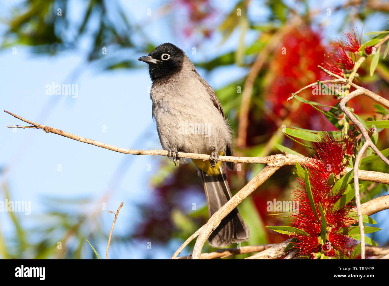 Yellow-vented bulbul, White-spectacled Bulbul (Pycnonotus xanthopygos ...