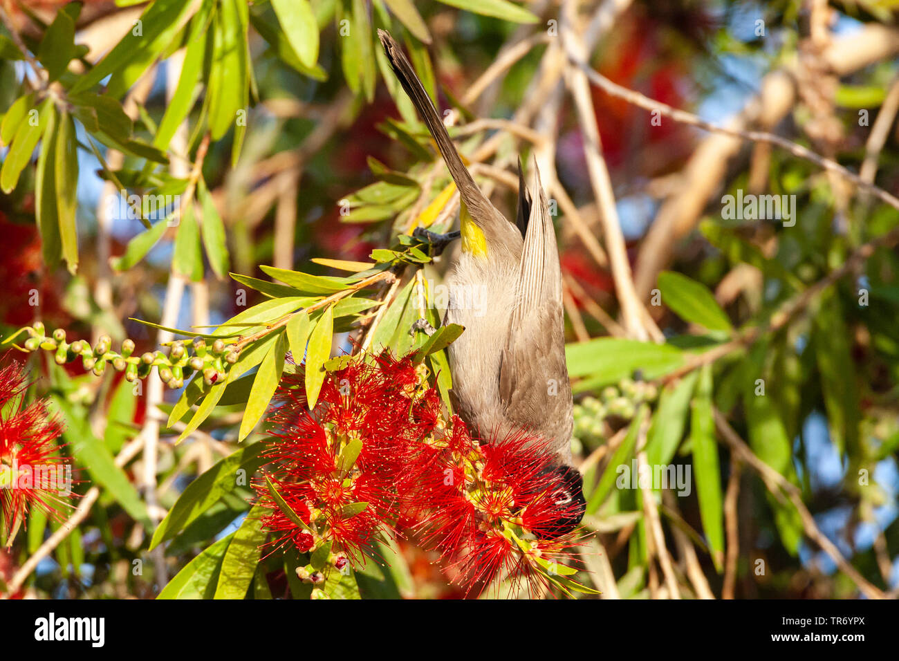 Yellow-vented bulbul, White-spectacled Bulbul (Pycnonotus xanthopygos ...