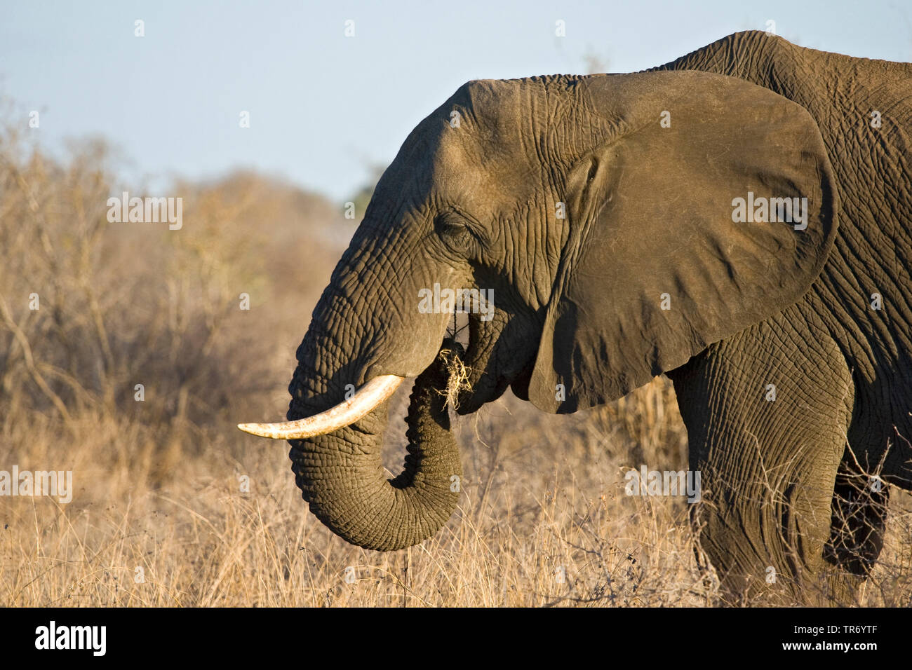 African elephant side view hi-res stock photography and images - Alamy