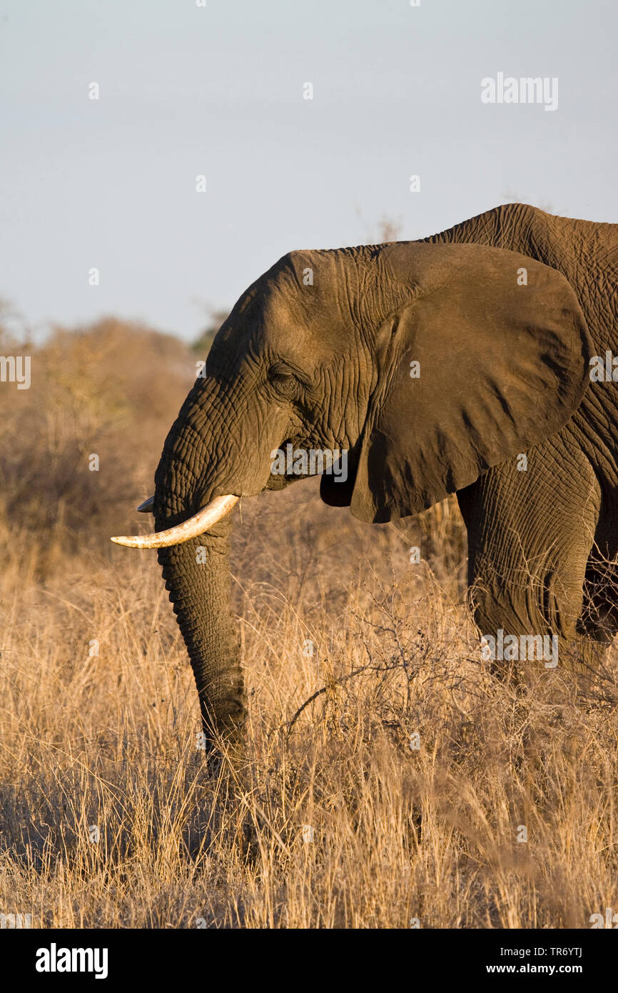 African elephant side view hi-res stock photography and images - Alamy