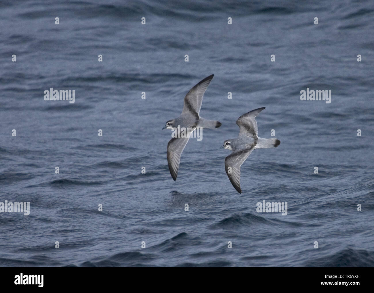dove prion (Pachyptila desolata), flying over the sea, Suedgeorgien ...