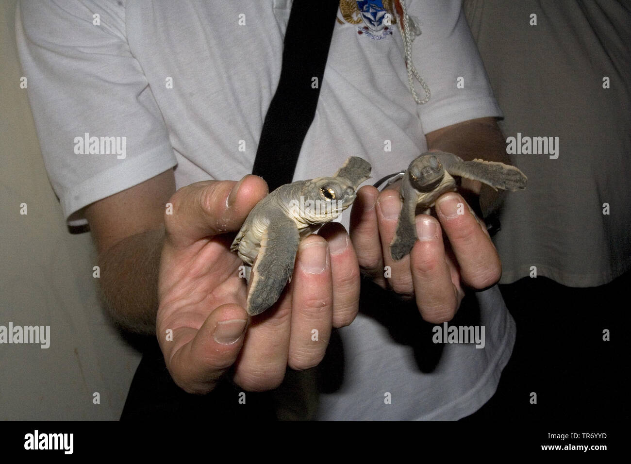 Hands holding sea turtles hi-res stock photography and images - Alamy