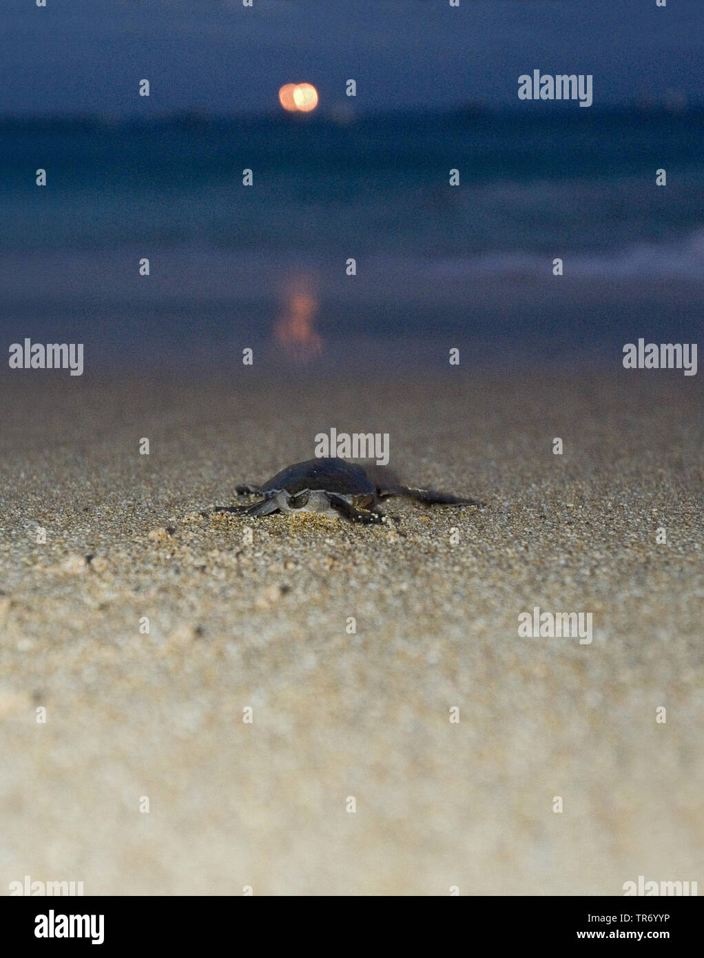 Ascension Island Turtles Stock Photos & Ascension Island Turtles Stock ...