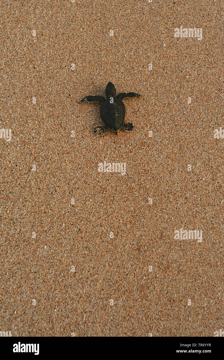 Ascension island turtle hi-res stock photography and images - Alamy