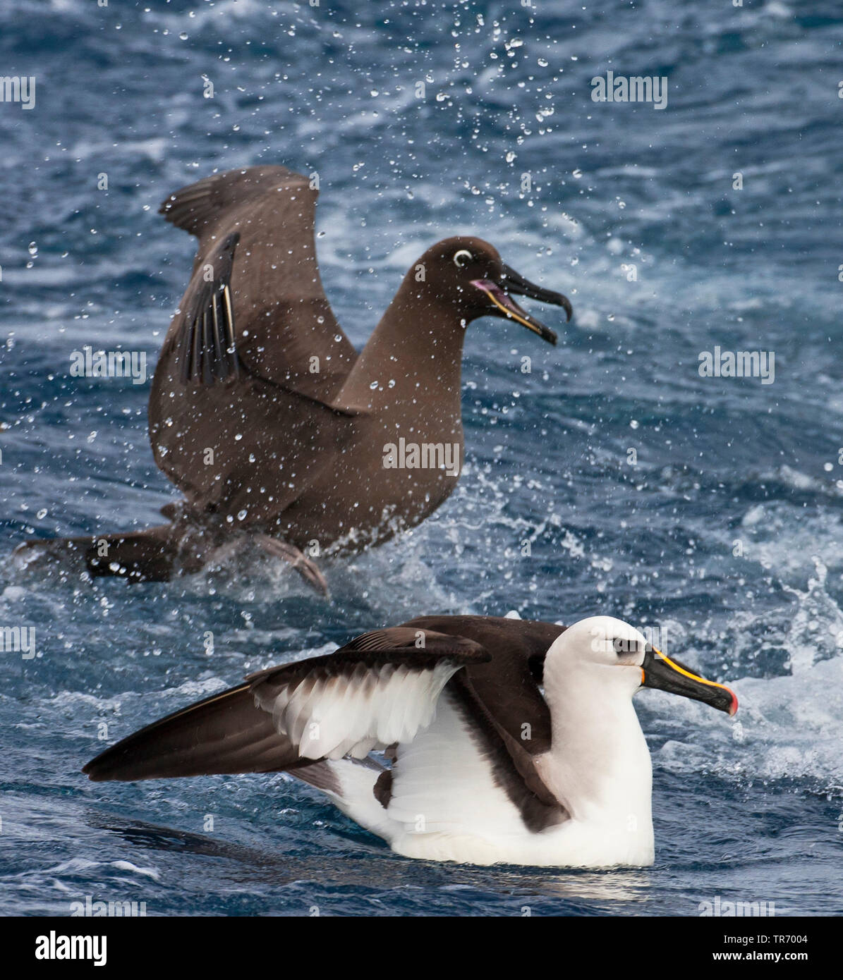 Atlantic yellow-nosed albatross (Thalassarche chlororhynchos), Atlantic ...