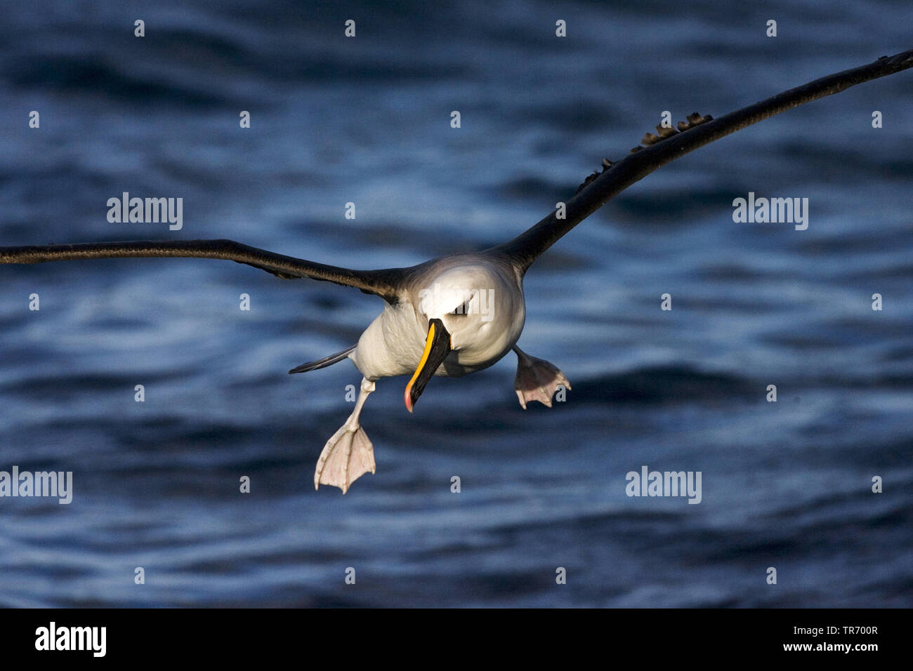 Atlantic yellow-nosed albatross (Thalassarche chlororhynchos), flying ...