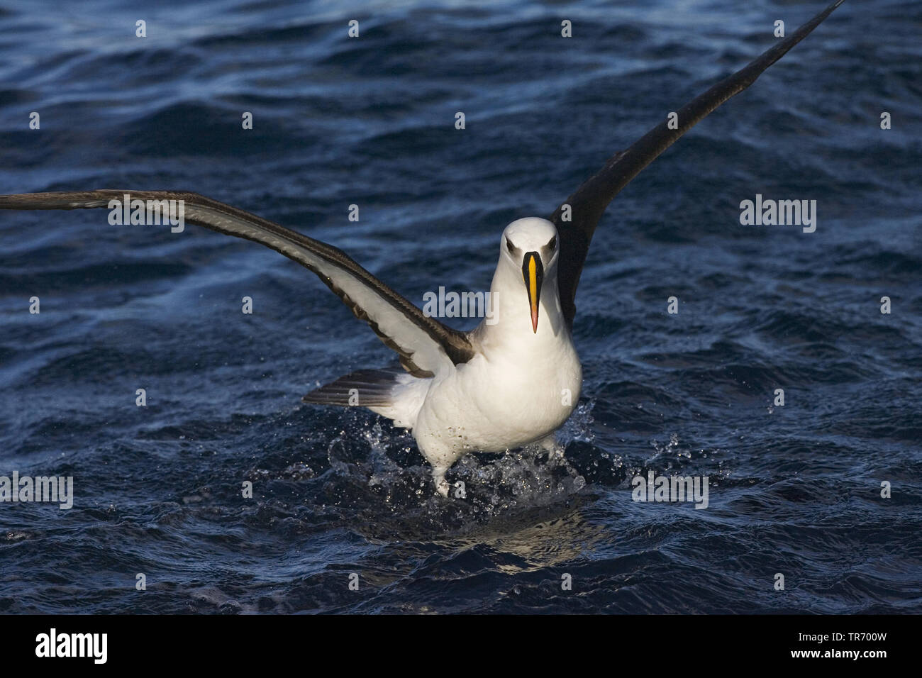 Atlantic yellow-nosed albatross (Thalassarche chlororhynchos), landing ...