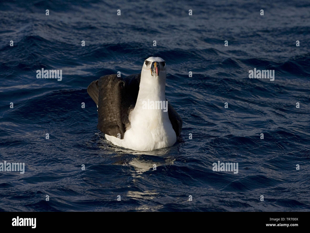 Atlantic yellow-nosed albatross (Thalassarche chlororhynchos), in the ...