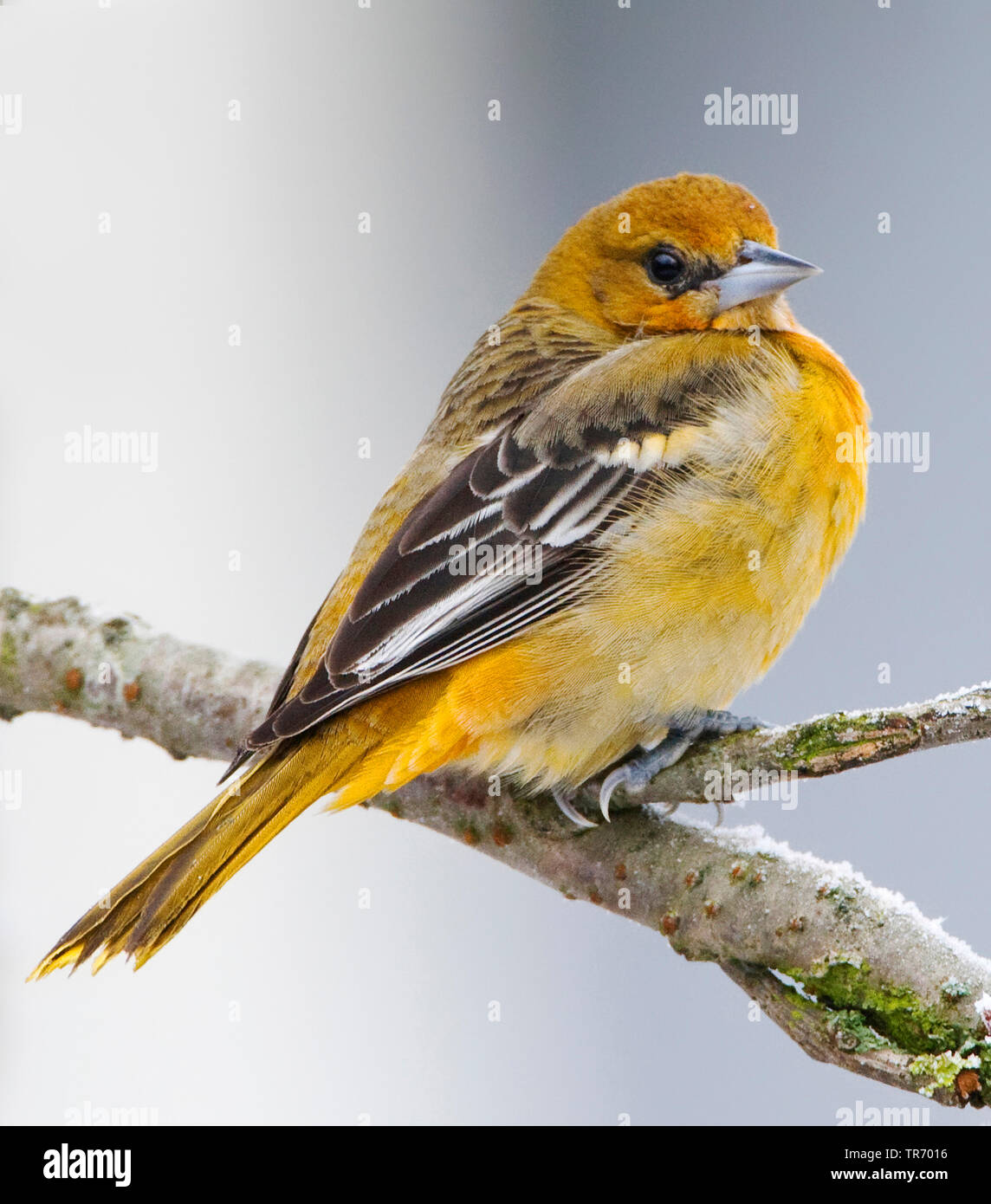 Immature oriole hi-res stock photography and images - Alamy