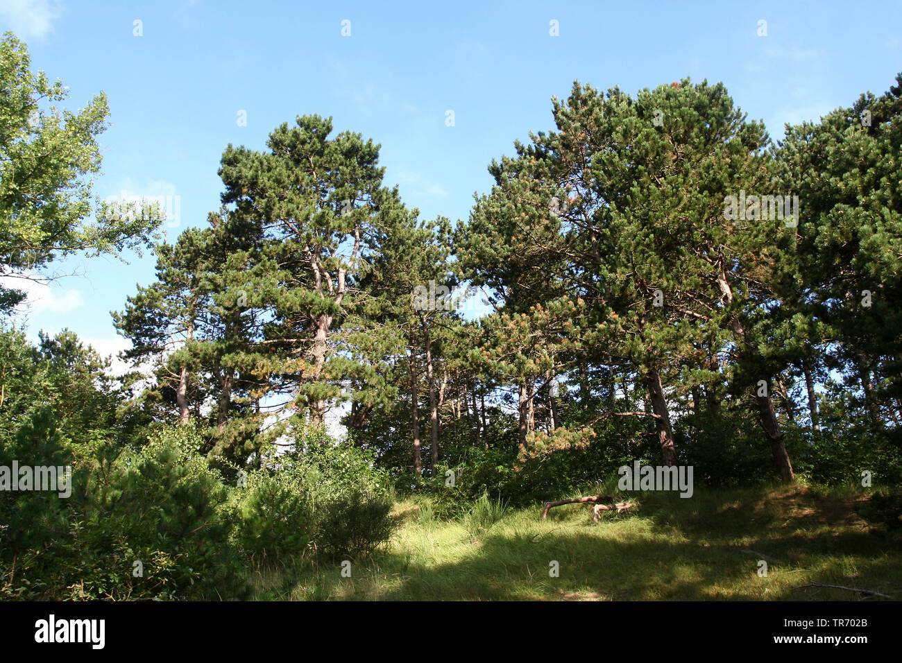 Scotch pine, Scots pine (Pinus sylvestris), Coastal Pine woods ...