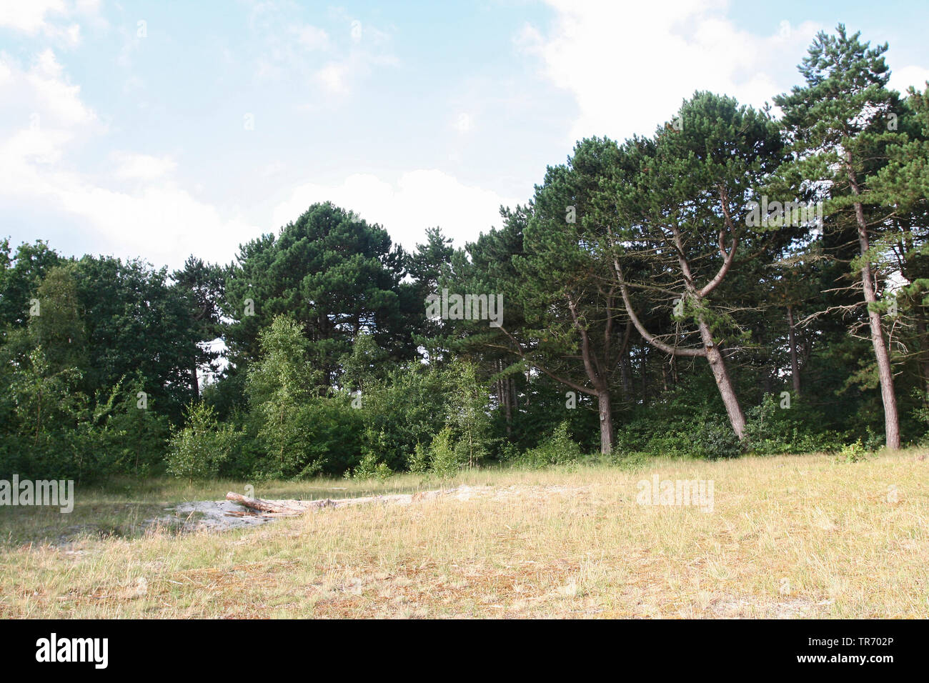 Scotch pine, Scots pine (Pinus sylvestris), Coastal Pine woods ...